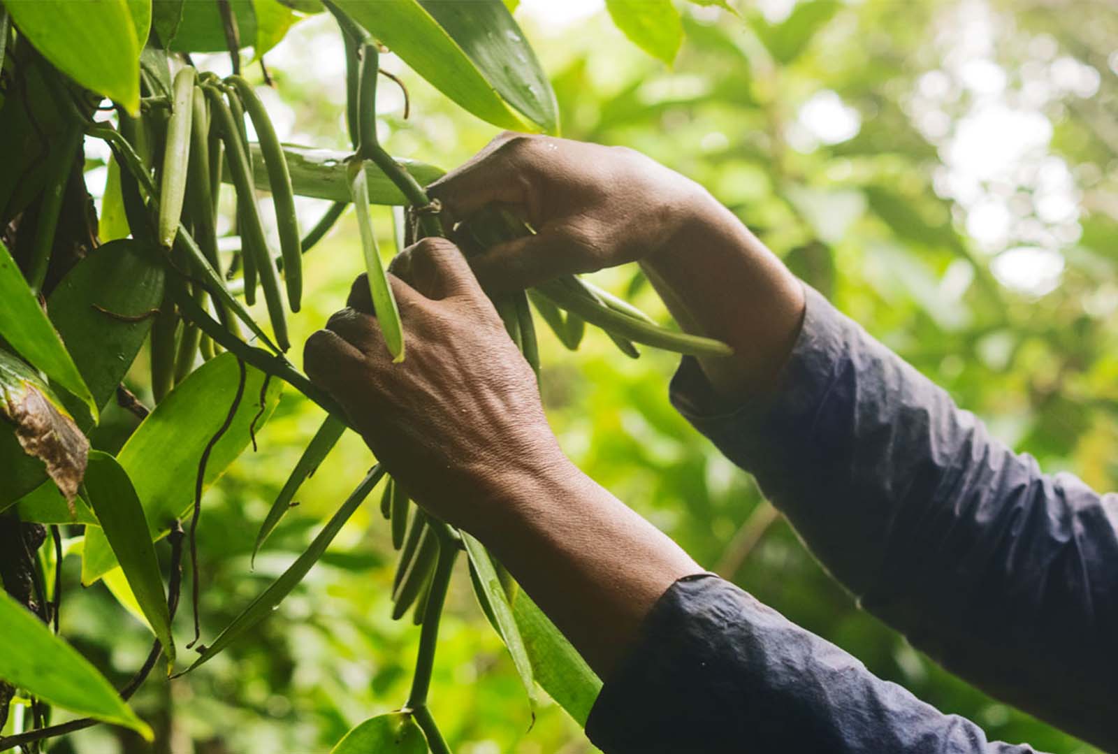 About Us - Vanilla Indonesia